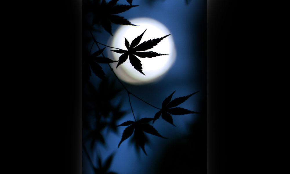 Moon Magic: How Lunar Planting Affects Cannabis | Cannabis Now