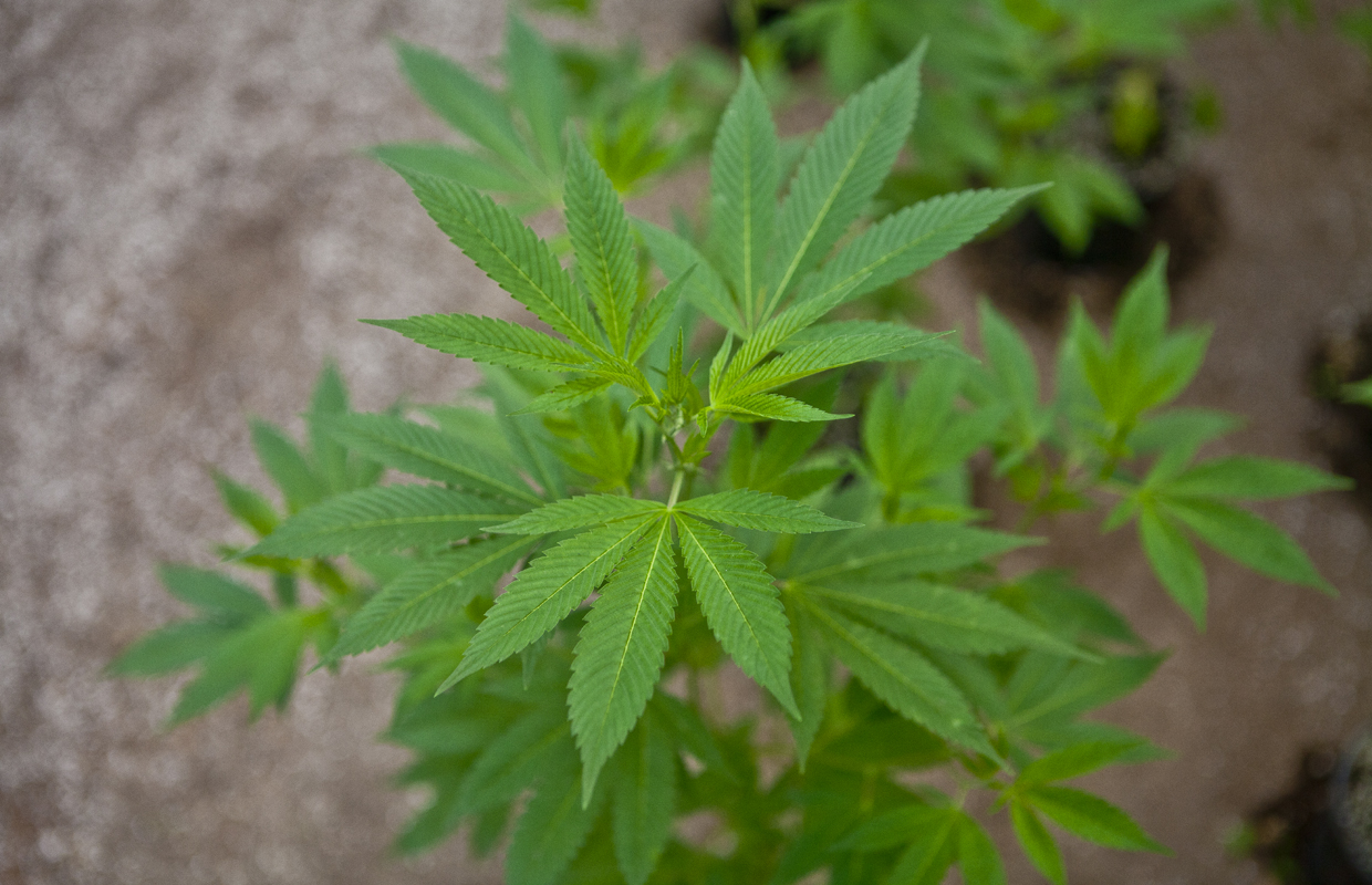 Tips for Planning Your Spring Cannabis Garden at Home