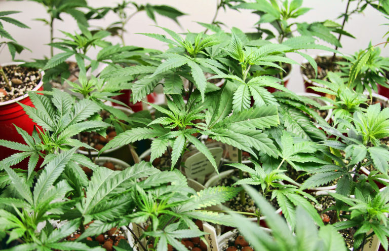 Spring Planting Preparation | Cannabis Now