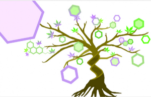Into the Roots: Mapping the Cannabis Family Tree | Cannabis Now