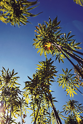 Himalayan Highs: The Art of Hand Rubbing Hashish | Cannabis Now