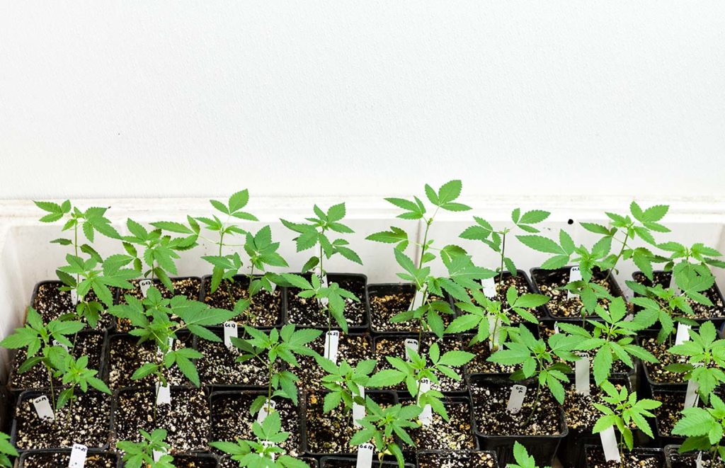 Start Strong: Tips for Choosing the Right Clones