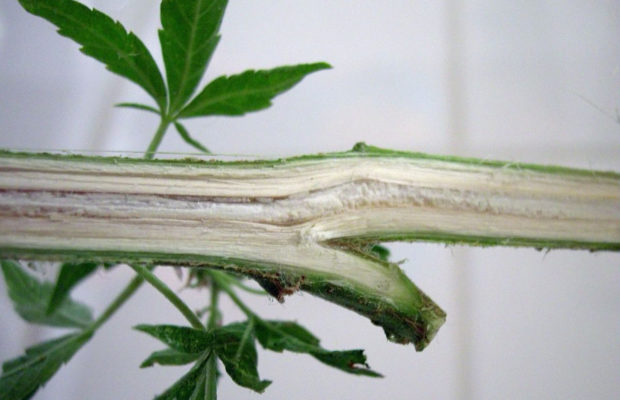 Don't Believe Oklahoma's Meaningless CBD Stunt | Cannabis Now