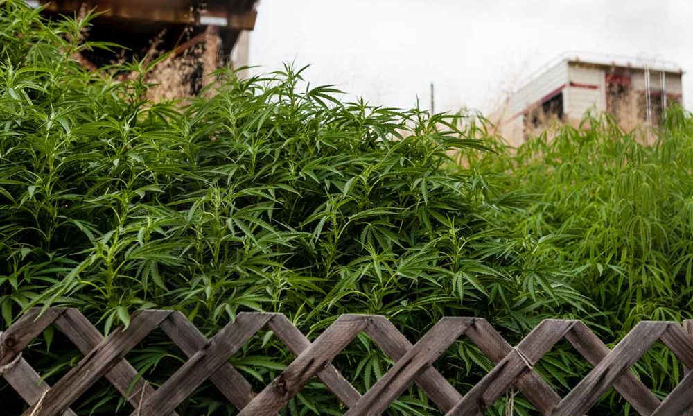 Home Gardening 101 | Cannabis Now