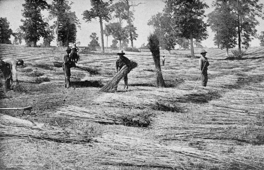 Growing Pot is Your Patriotic Duty | Cannabis Now