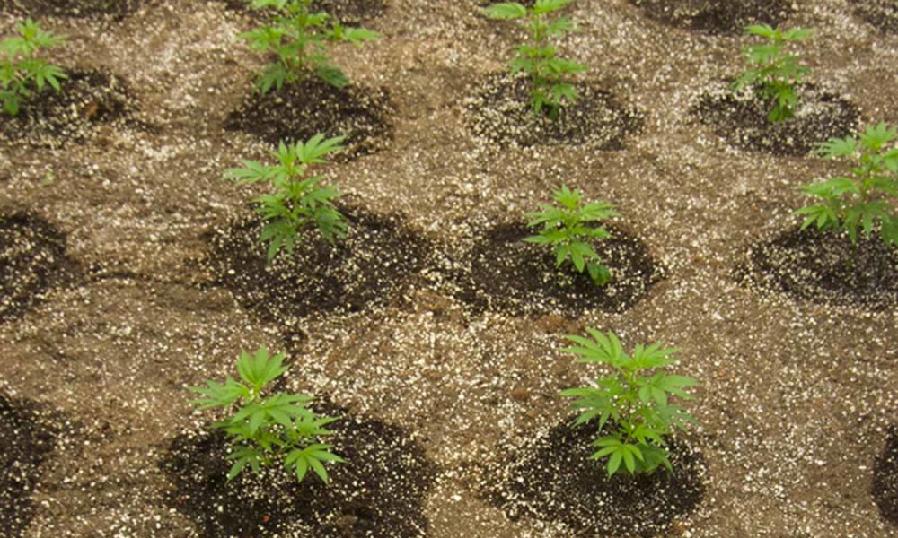 Microlife: Growing Cannabis Organically | Cannabis Now
