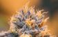 Strain Review: God's Gift | Cannabis Now