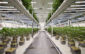 Franklin Bioscience Teams Up With Fluence Bioengineering | Cannabis Now