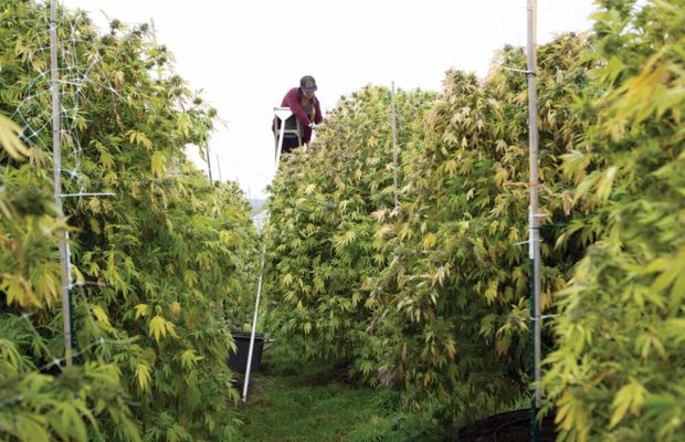 Phantom Farms: Cultivation in the Pacific Northwest | Cannabis Now
