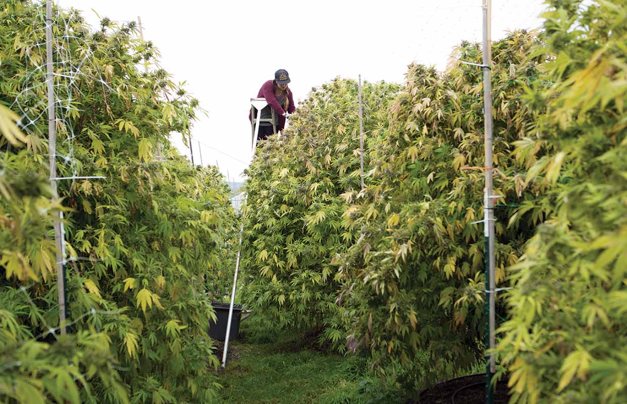 Phantom Farms: Cultivation in the Pacific Northwest | Cannabis Now