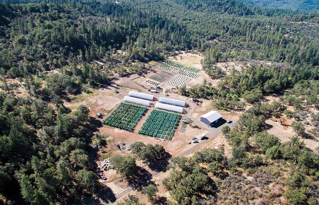 Phantom Farms: Cultivation in the Pacific Northwest | Cannabis Now