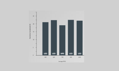 How Does Light Intensity Affect Cannabis Yields?