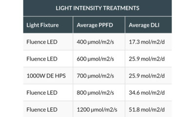 How Does Light Intensity Affect Cannabis Yields?
