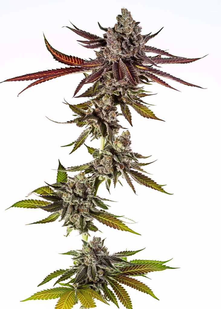 Inside Amsterdam’s 2025 Coffeeshop Awards | Cannabis Now