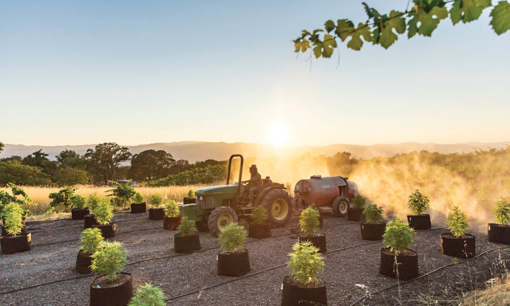 Beija Flor Farms: Using Cannabis for Carbon Sequestration | Cannabis Now