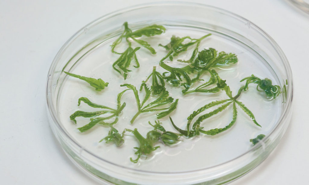 Editing the Cannabis Genome with Ebbu | Cannabis Now