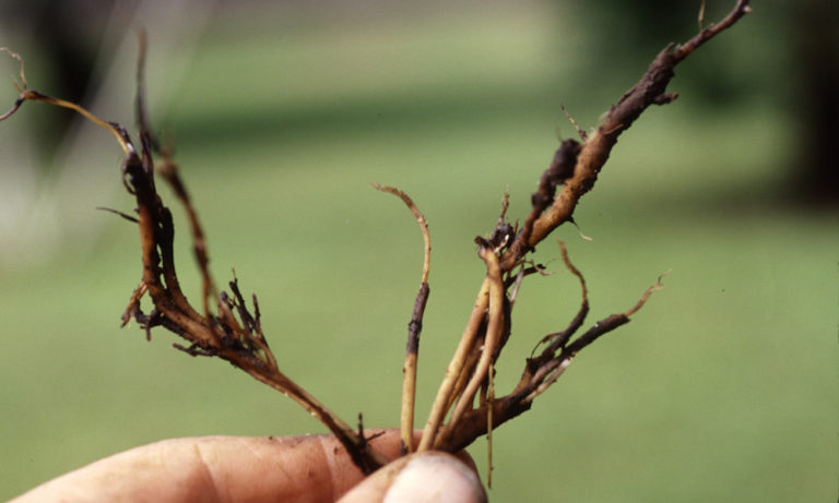 Researchers Identify 4 Plant Pathogens Harming Cannabis For First Time ...