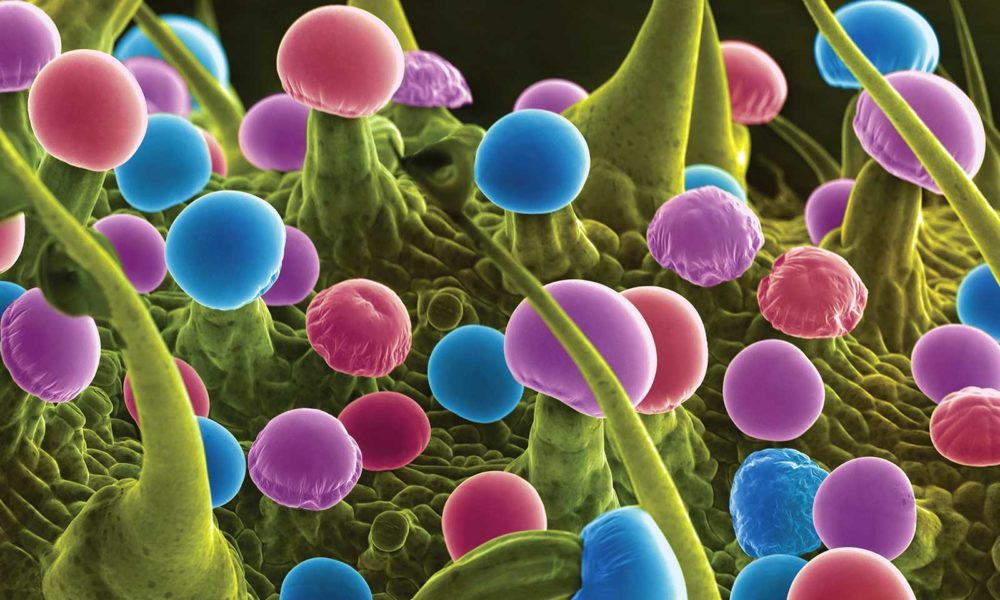 Book Review: ‘Cannabis: Marijuana Under the Microscope’ | Cannabis Now