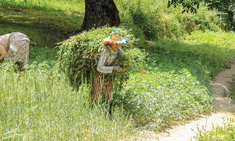 A Journey to the Heart of Moroccan Hash | Cannabis Now