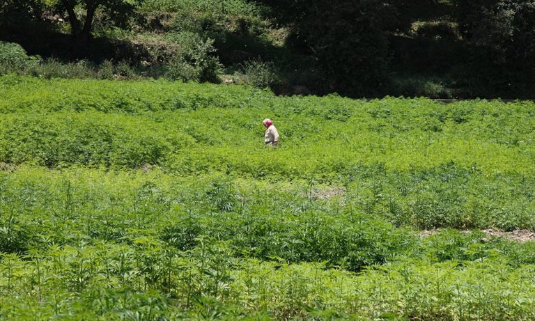 A Journey to the Heart of Moroccan Hash | Cannabis Now