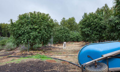 From the Mountains: Growing Massive Marijuana Plants with Mendo Dope ...
