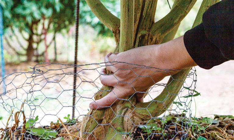 From the Mountains: Growing Massive Marijuana Plants with Mendo Dope ...