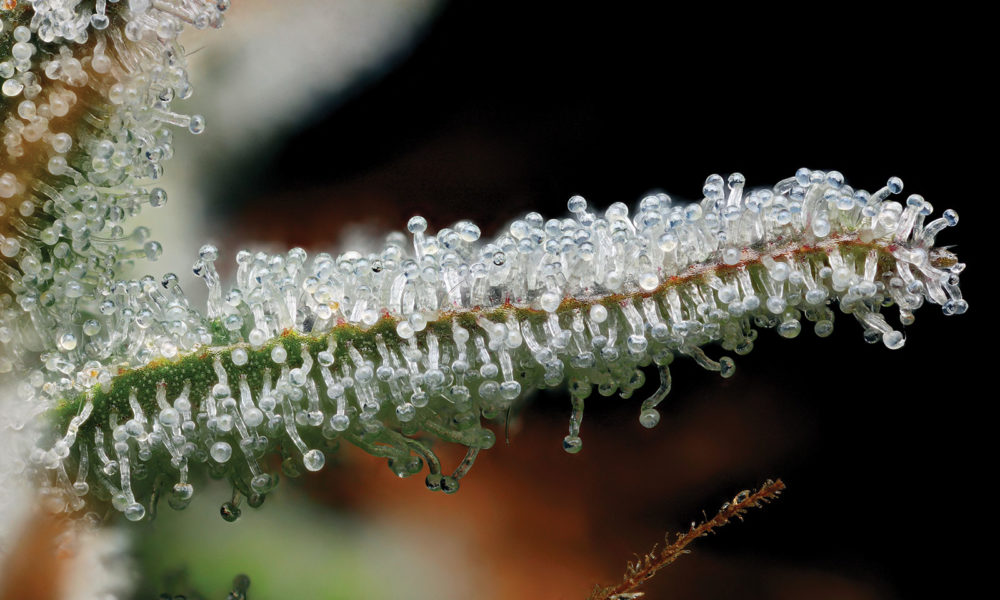 Alien Labs Blasts Off | Cannabis Now