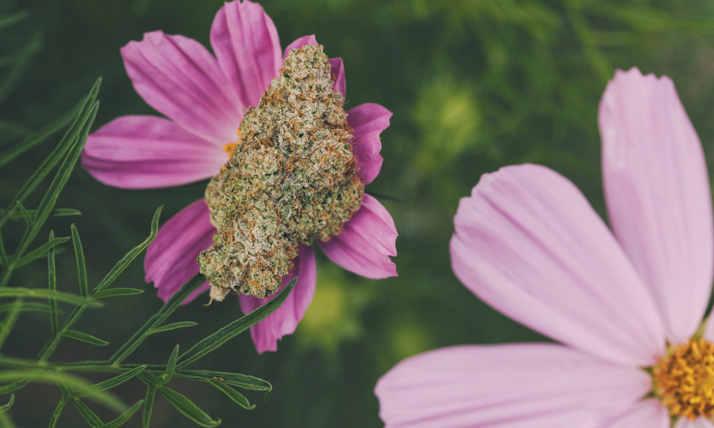 How Marijuana & Moon Cycles Harmonize | Cannabis Now