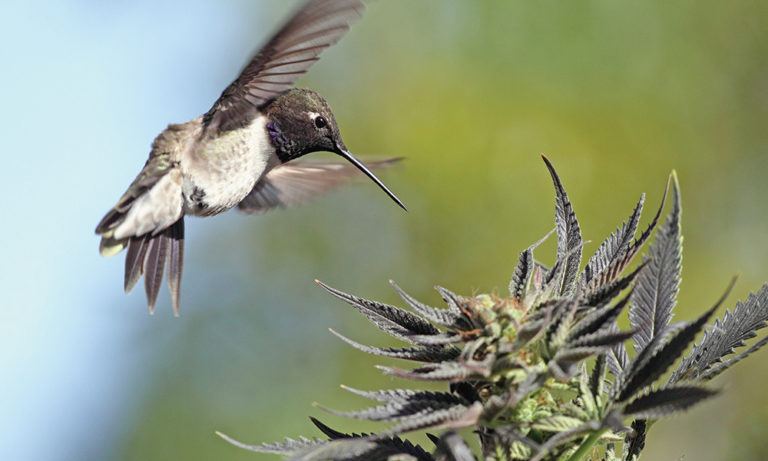 Cannabis on the Wings of a Bird | Cannabis Now