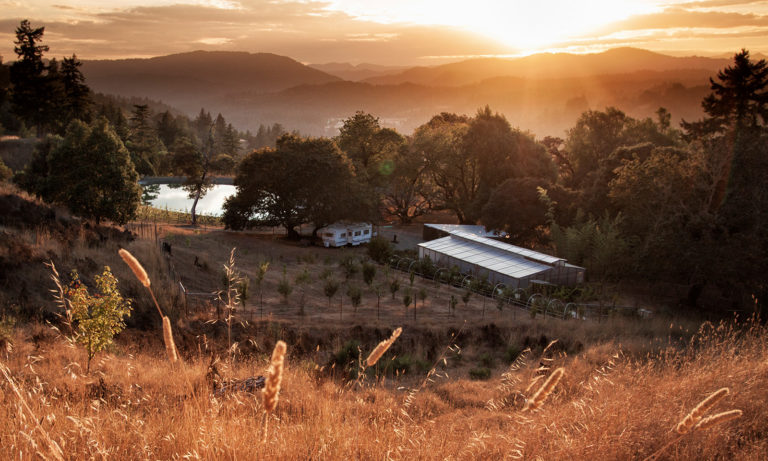 Select Elite Live Cartridge Review: Purity, Potency & Flavor