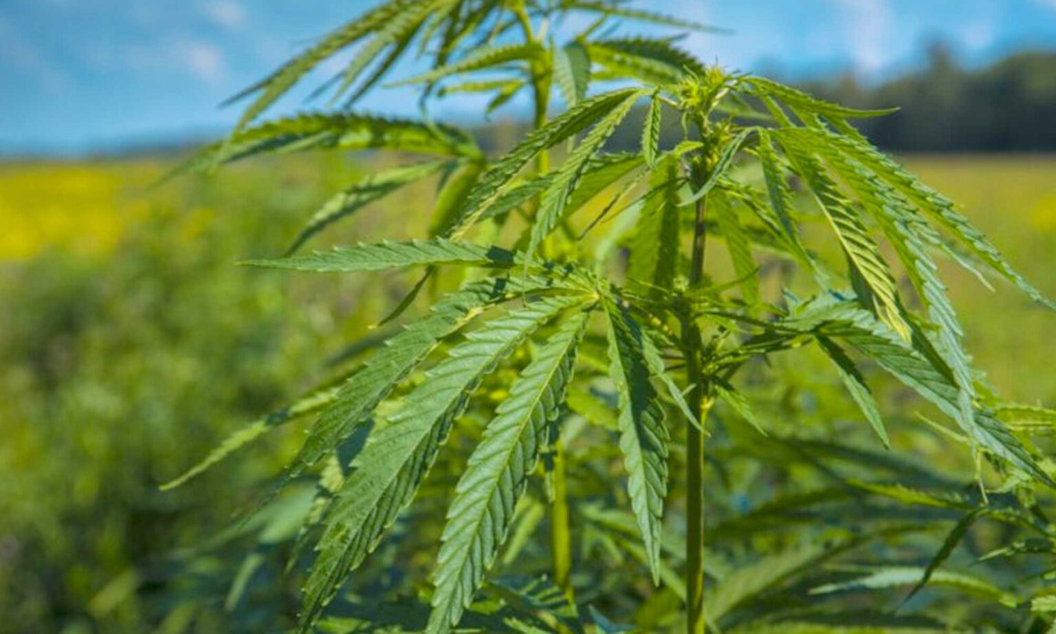 10 Interesting Facts About the History of Hemp 10 Interesting Facts About the History of Hemp