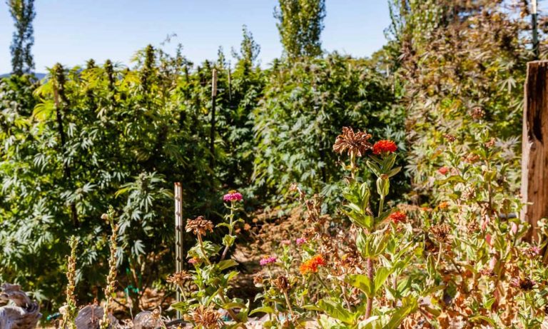 Tips for Planning Your Spring Cannabis Garden at Home