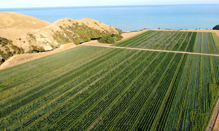 Puro: Growing Extra Green Cannabis in the South Pacific | Cannabis Now