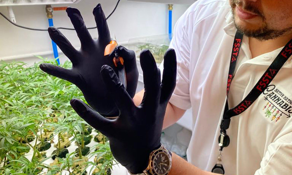 How Native Tribal Cannabis Can Beat States to Legalization | Cannabis Now