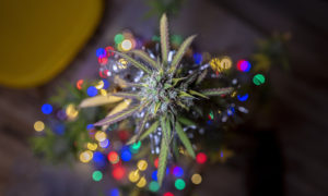 Strains | Cannabis Now