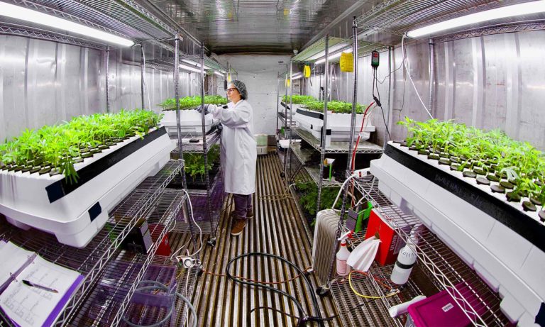 How to Grow Weed: 12 Best Marijuana Seed Companies