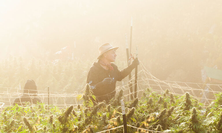 Moon Made Farms: Cultivating Wellness from the Ground Up