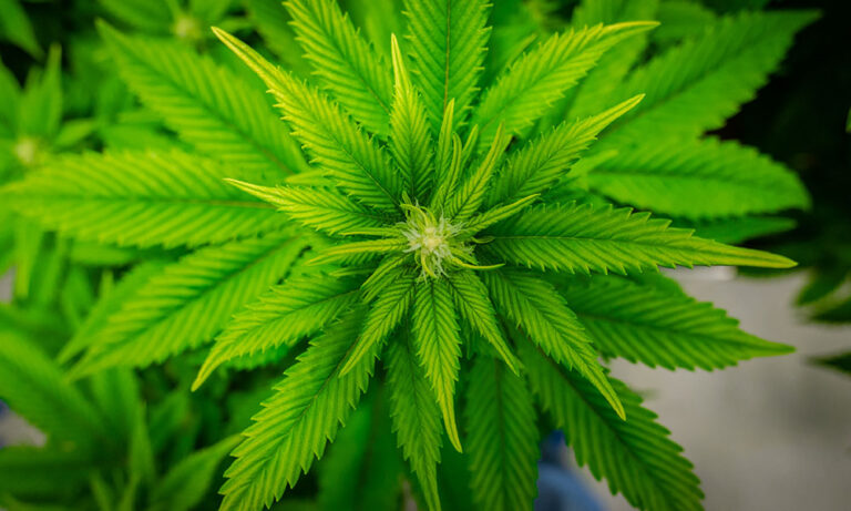 Puro: The South Pacific’s Emerald Triangle