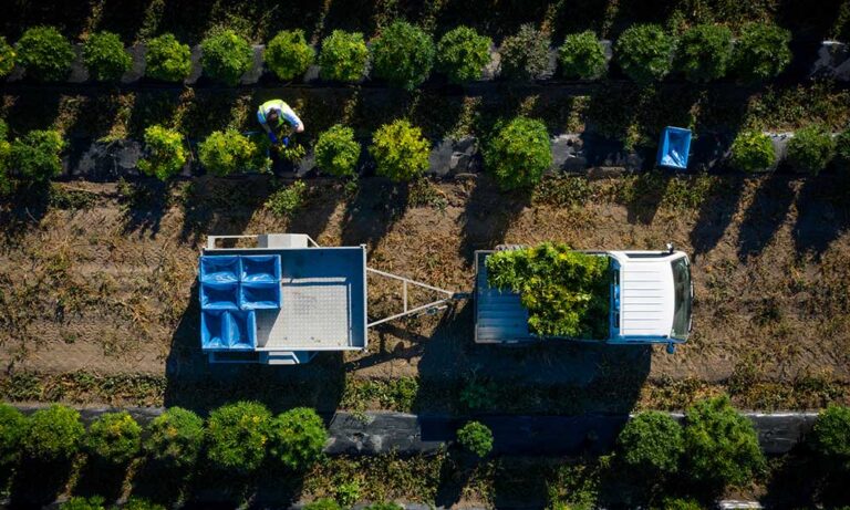 Puro: The South Pacific’s Emerald Triangle