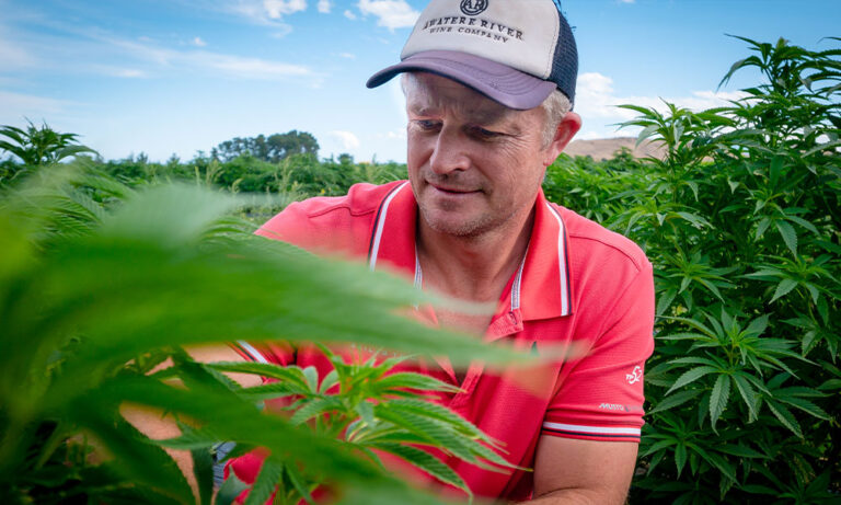 Puro: The South Pacific’s Emerald Triangle