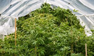 8 Fast Facts About Hemp | Cannabis Now