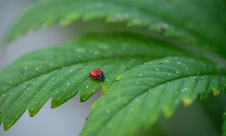 How Autumn Brands Is Redefining Premium Cannabis | Cannabis Now