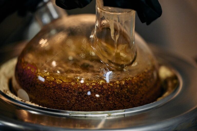 Inside Humboldt Seed Company's 2025 Pheno Hunt for Washers | Cannabis Now