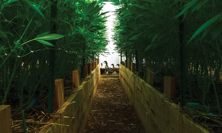 Edun Farms Colorado: A Unique Cannabis Experience | Cannabis Now